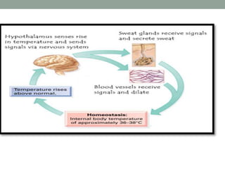 Thirst and salt appetite | PPTX