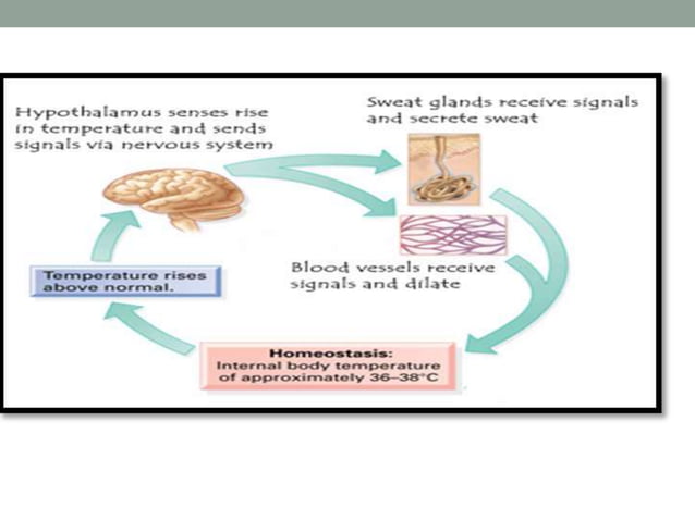 Thirst and salt appetite | PPT