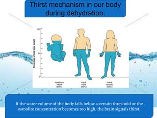 Thirst mechanism during dehydration | PPTX