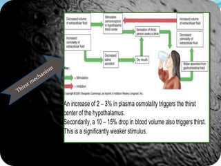 Thirst mechanism during dehydration | PPTX