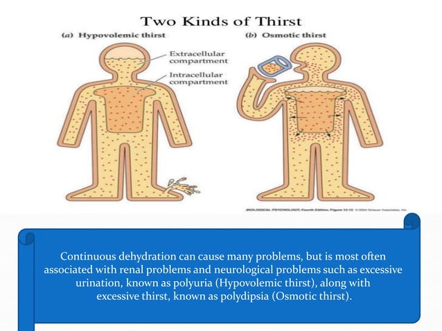 Thirst mechanism during dehydration | PPT