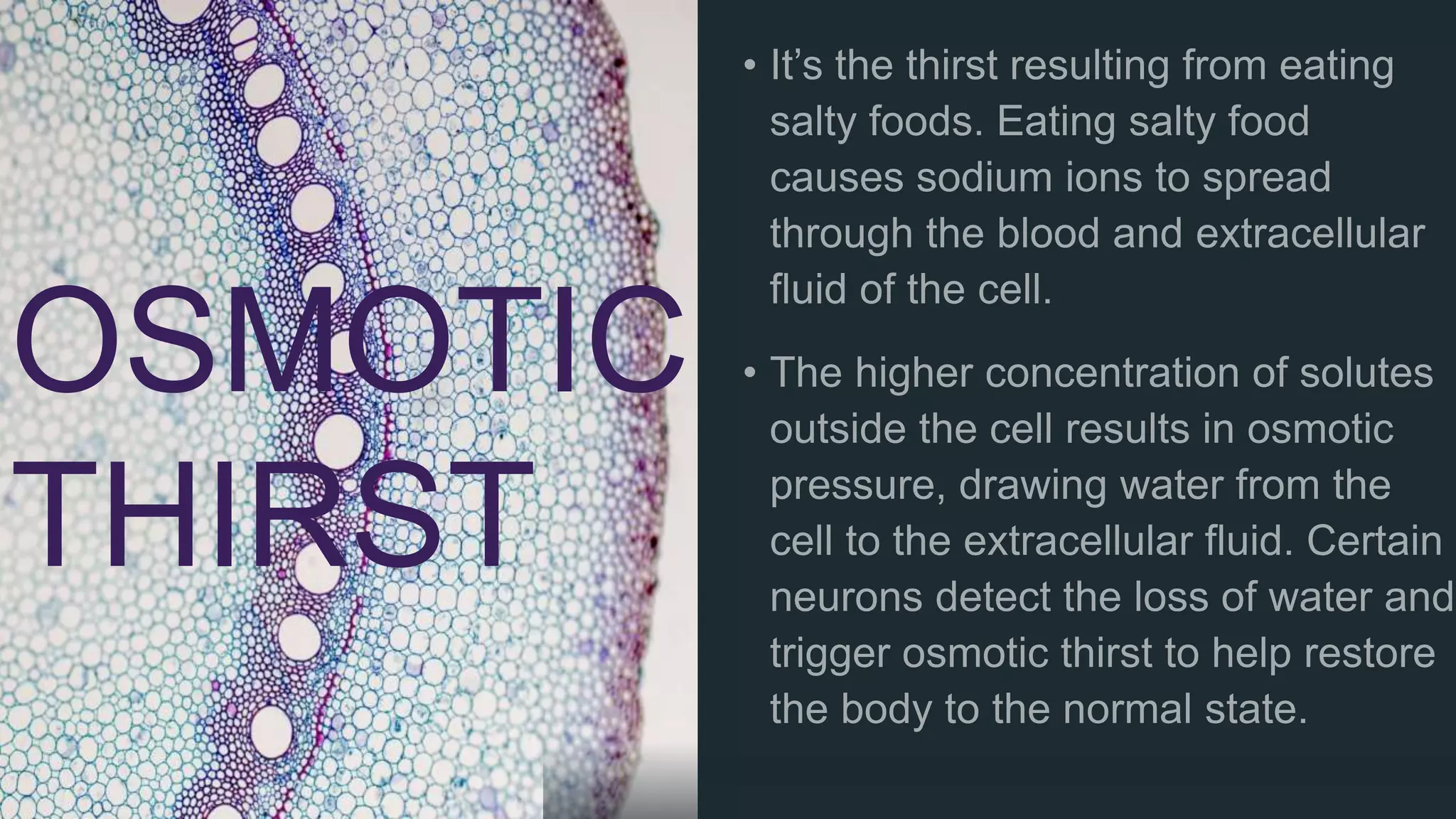 Thirst receptors.pptx
