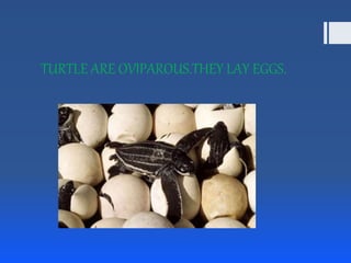 This is a turtle by Esther. | PPT