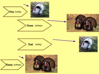 This that 1º eso | ODP | Cats | Pets