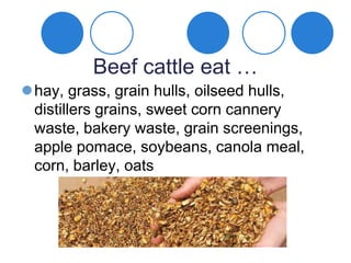 Cows | PPTX