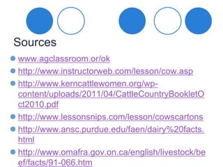 Cows | PPTX