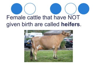 Cows | PPTX