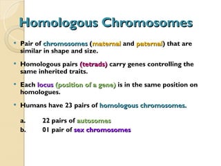 this is the mitosis of the presntations.ppt