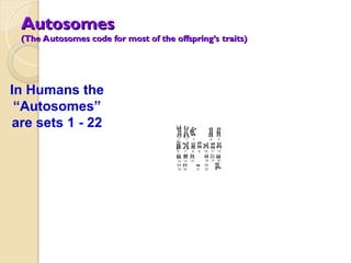 this is the mitosis of the presntations.ppt