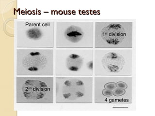 this is the mitosis of the presntations.ppt