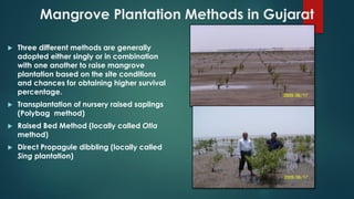 Evolving strategies in Mangrove Plantation in Gujarat: A new Era of ...