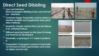 Evolving strategies in Mangrove Plantation in Gujarat: A new Era of ...