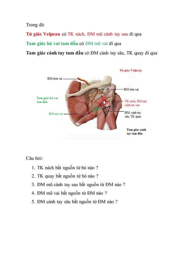 Tứ giác Velpeau, tam giác cánh tay tam đầu, tam giác cẳng tay tam đầu