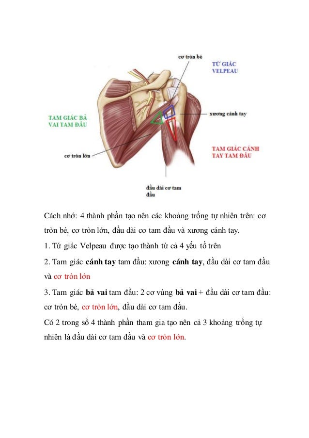 Tứ giác Velpeau, tam giác cánh tay tam đầu, tam giác cẳng tay tam đầu