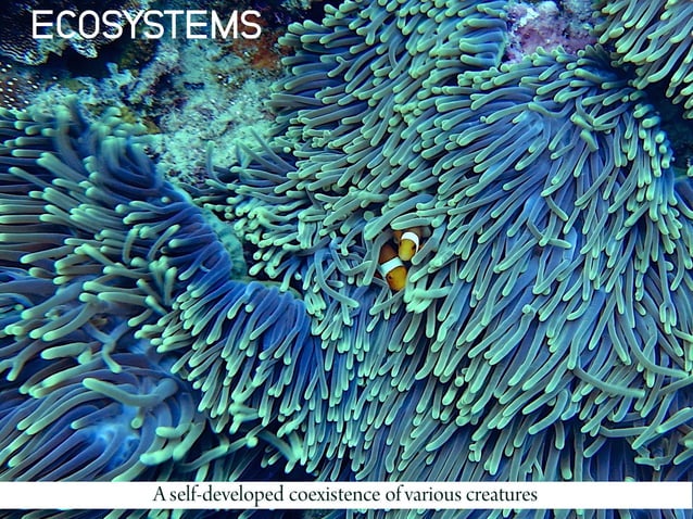 Ecosystem Value Chains in Business Enterprise and Nature - THNK | PPT