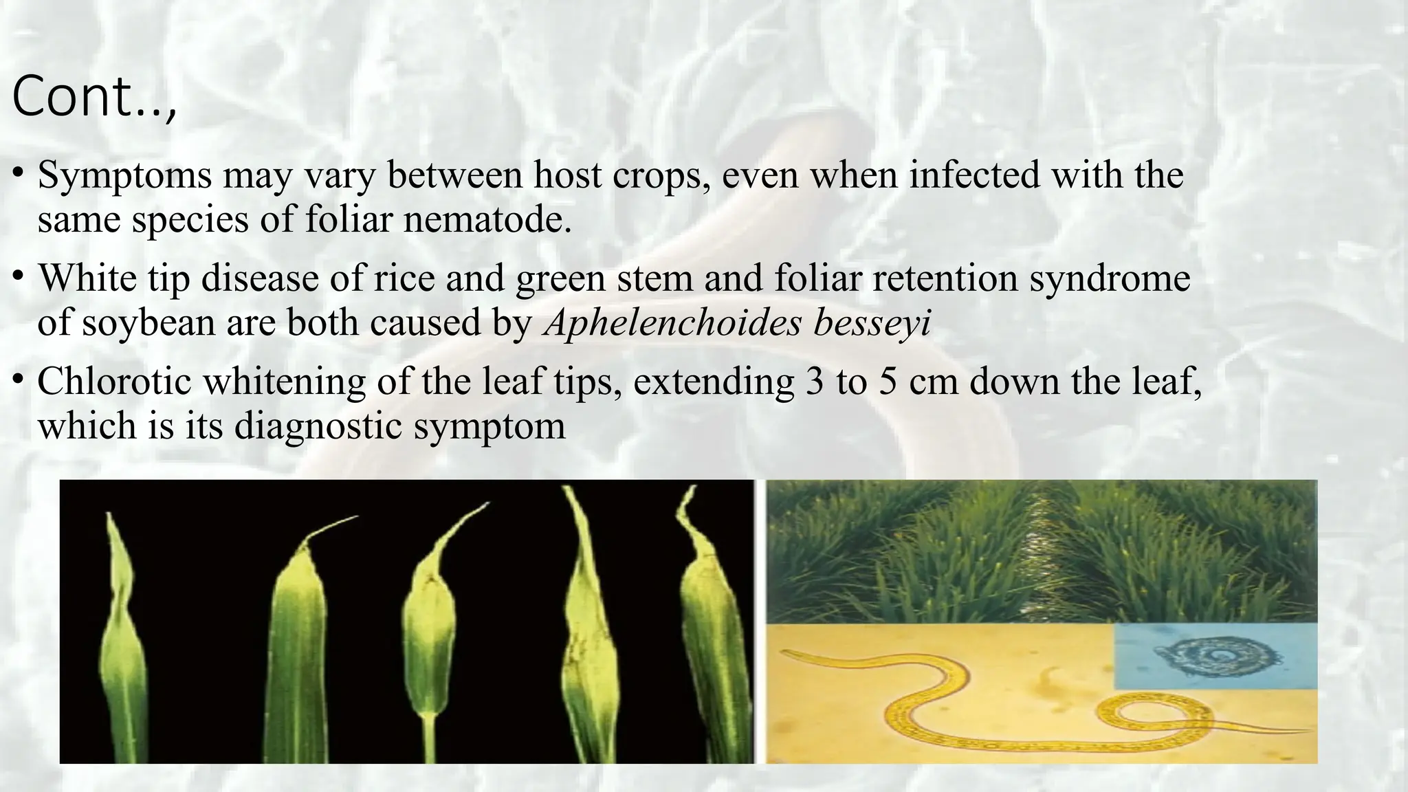Foliar nematodes....................pptx