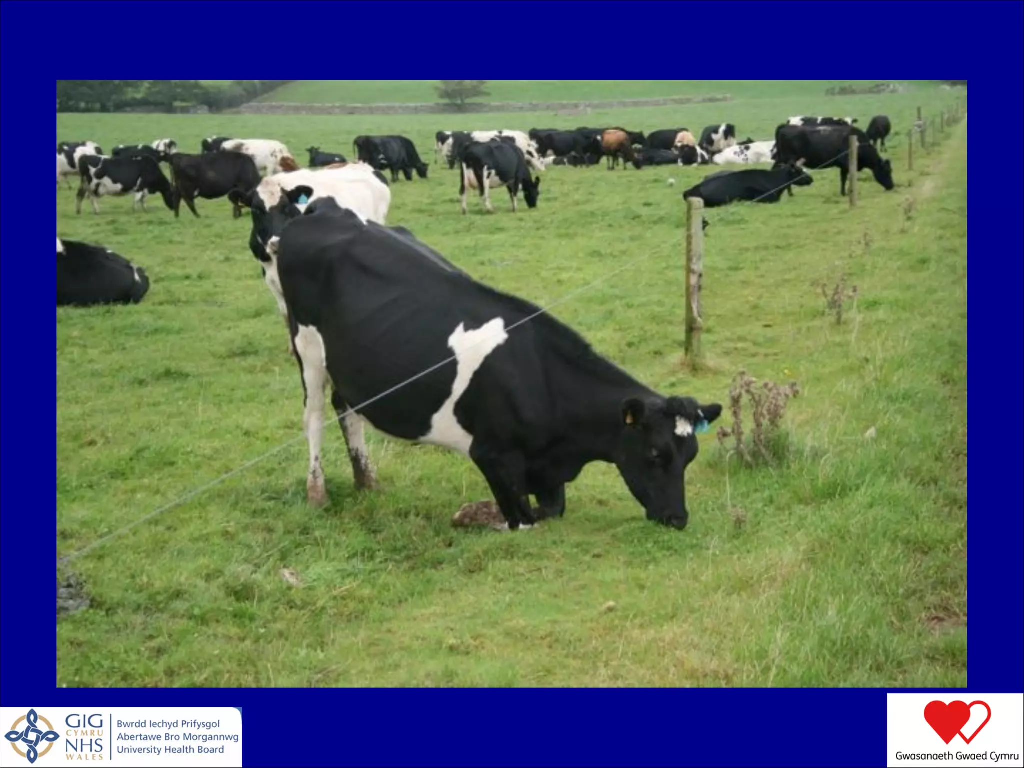 Dafydd Thomas on Blood Conservation | PPT