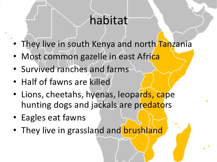 Thomson’s Gazelle by Isaac Keiser