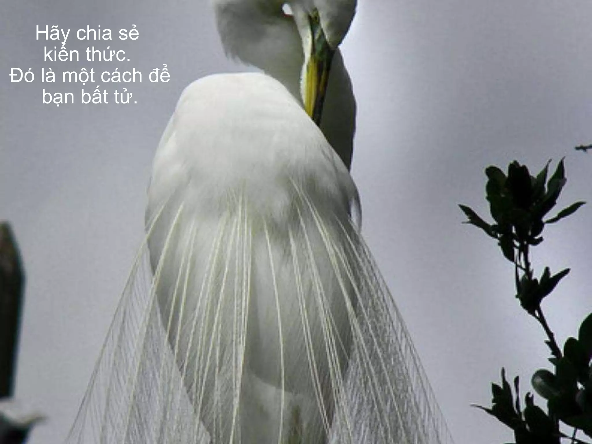 Thong Diep Cua Duc Da Lai La Ma 2009 | PPT