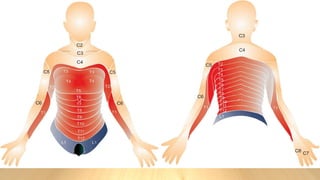 ANESTHESIA Thoracic & abdominal wall blocks.pptx