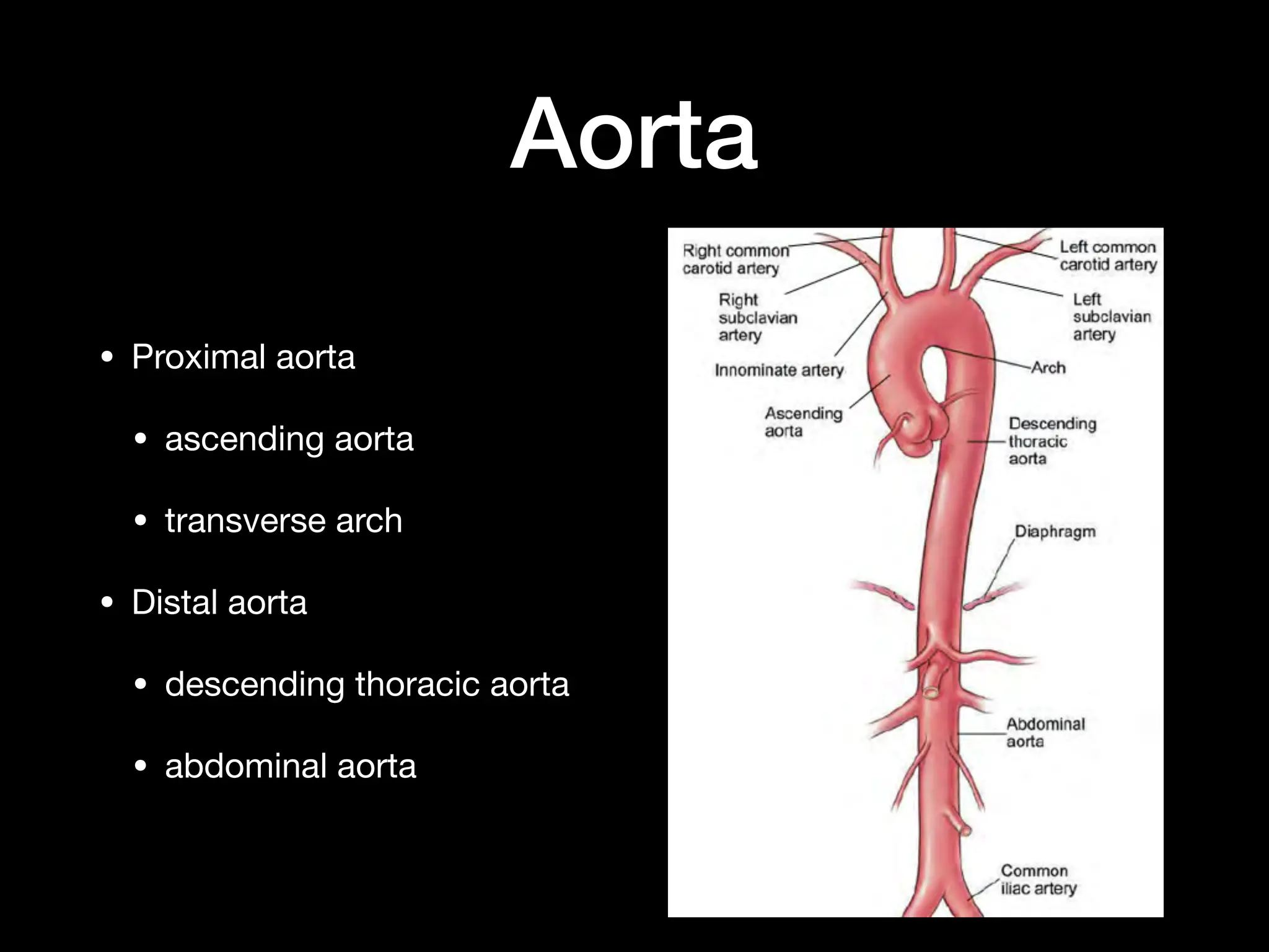 Thoracic and Abdominal Aortic Aneurysm Surg 3 Dr. Fajardo-1.pdf