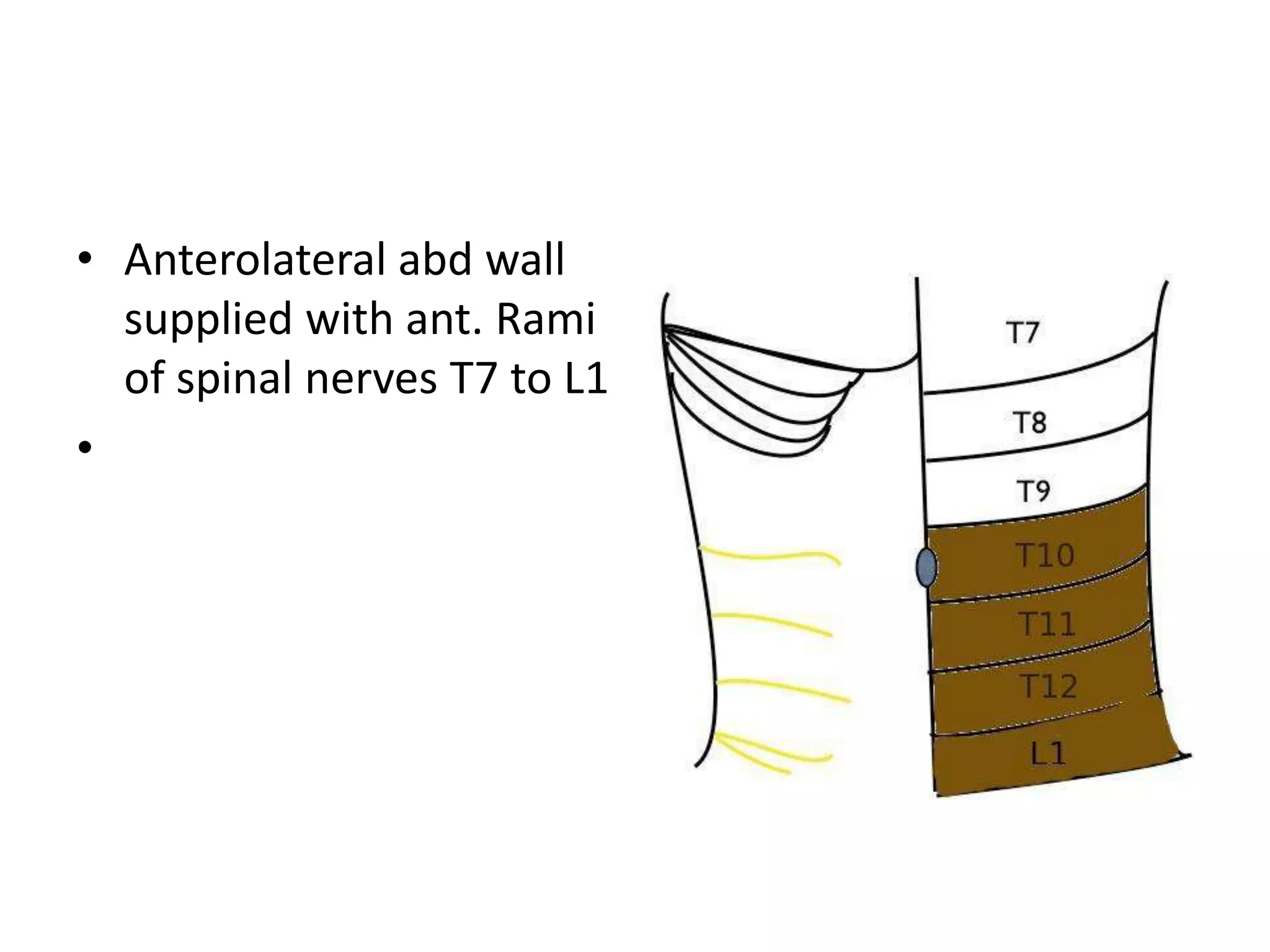 Thoracic and abdominal nerve blocks | PPTX