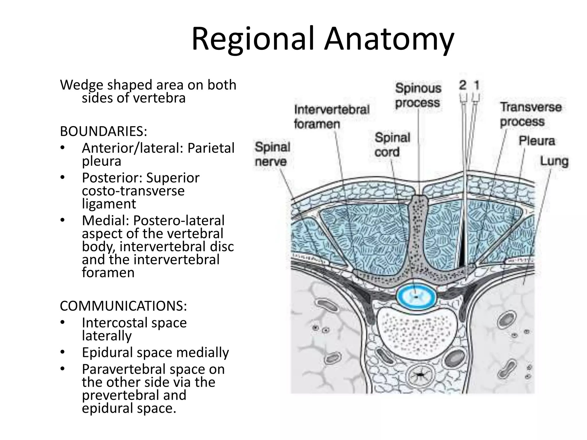 Thoracic and abdominal nerve blocks | PPTX