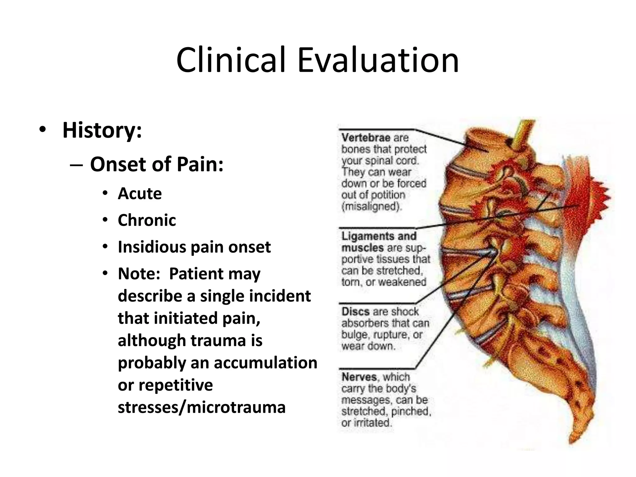 thoracic and lumbar spine-1.pptx