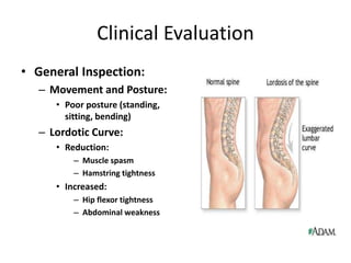 thoracic and lumbar spine-1.pptx