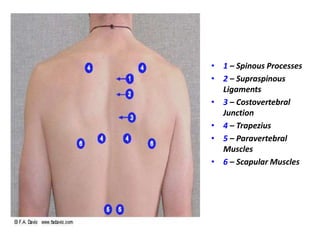 thoracic and lumbar spine-1.pptx