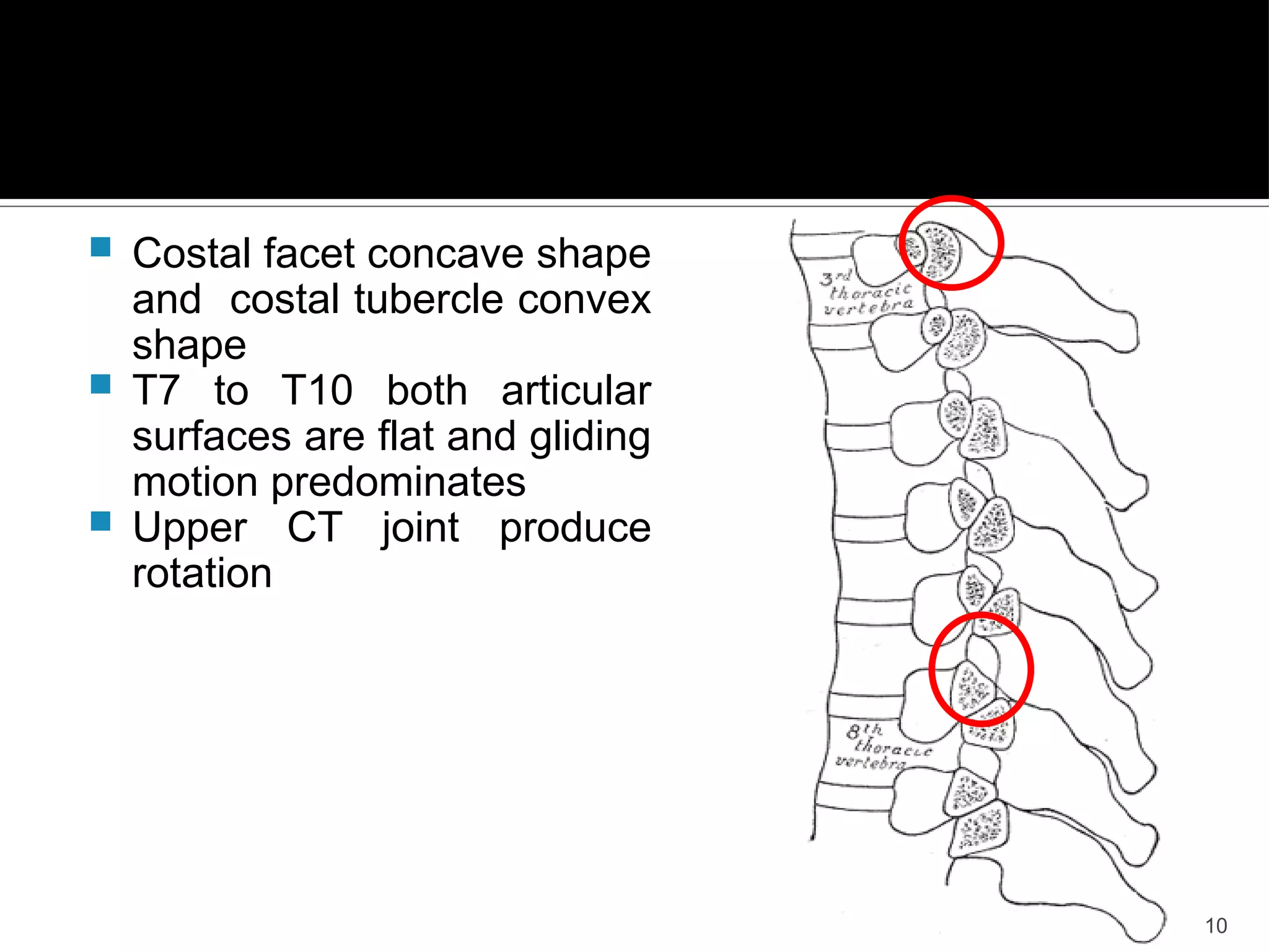 Thoracic and rib cage anatomy, biomechanics, and pathomechanics | PDF