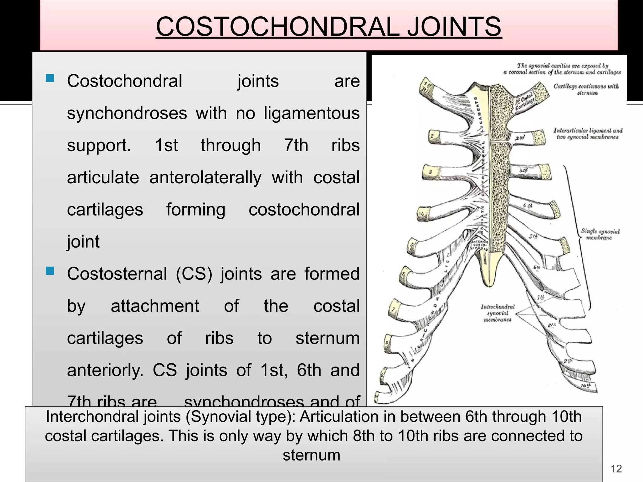 Thoracic and rib cage anatomy, biomechanics, and pathomechanics | PDF