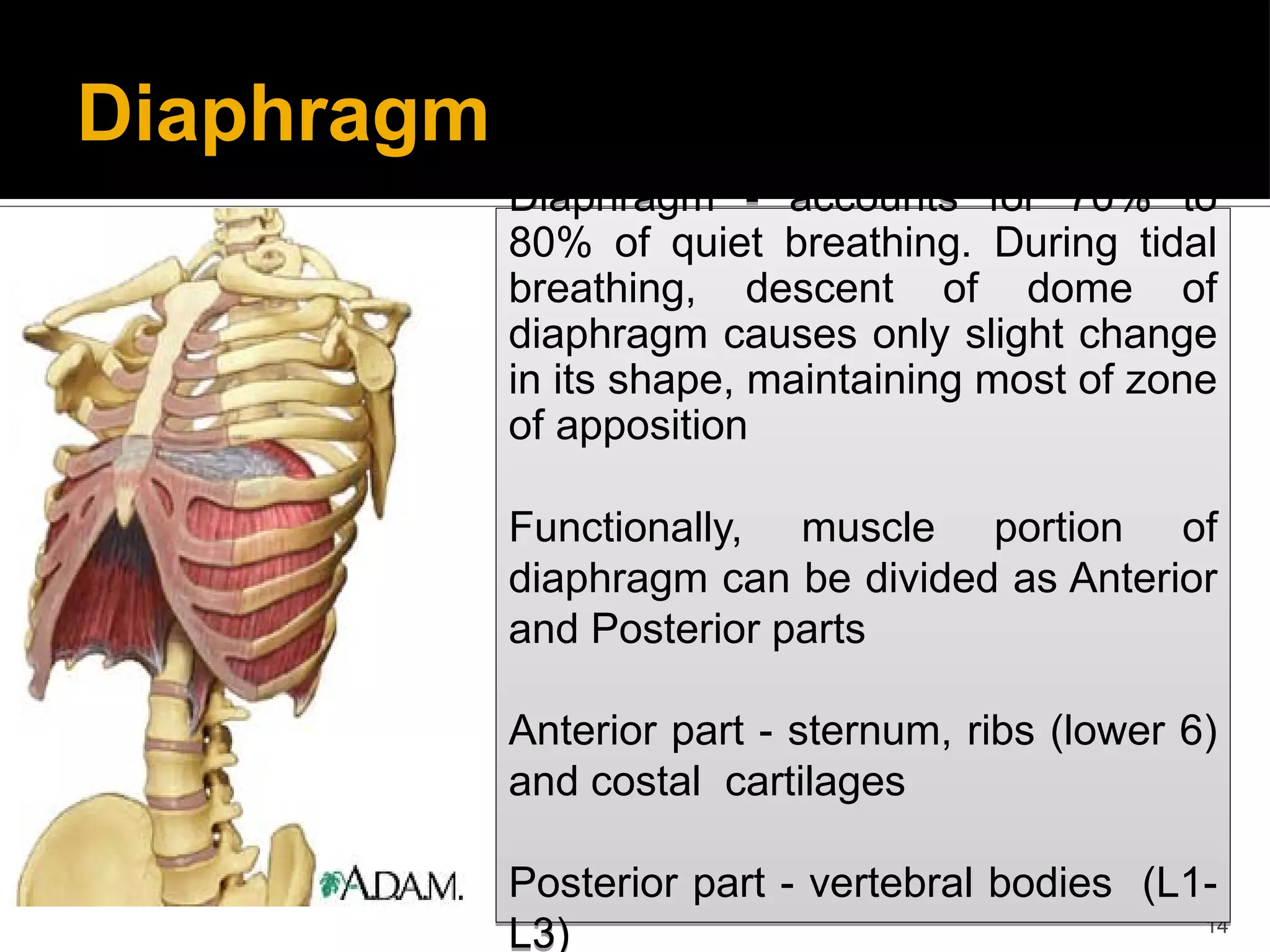 Thoracic and rib cage anatomy, biomechanics, and pathomechanics | PDF