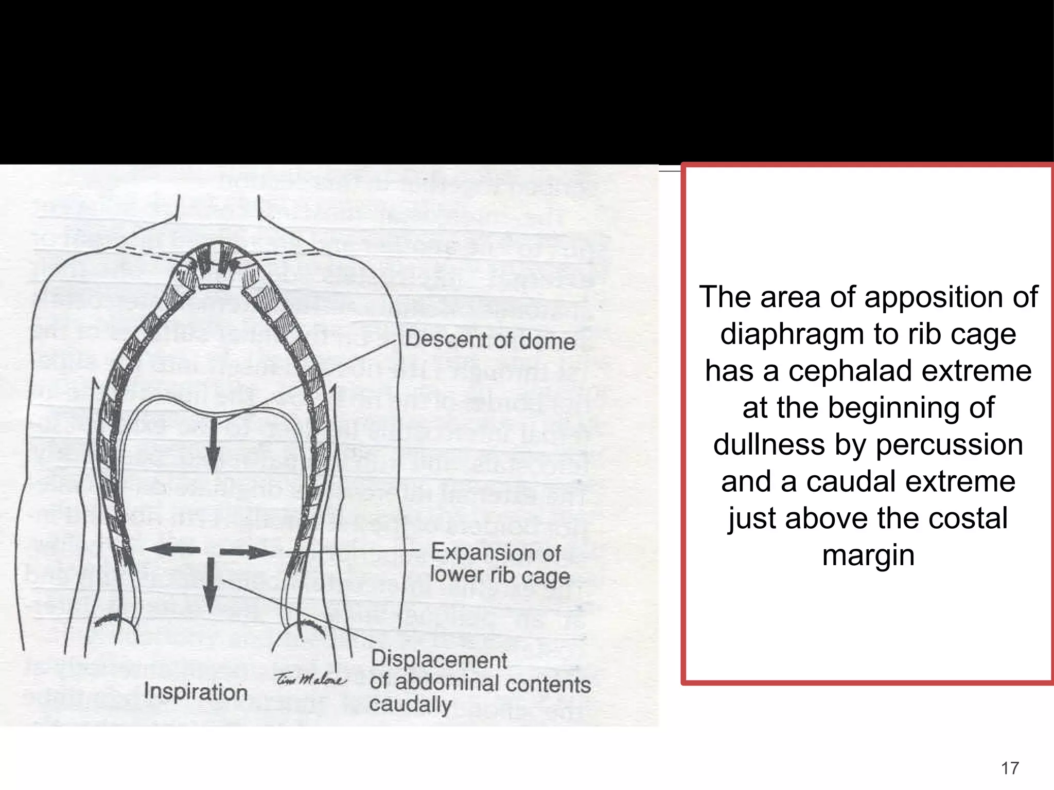 Thoracic and rib cage anatomy, biomechanics, and pathomechanics | PDF