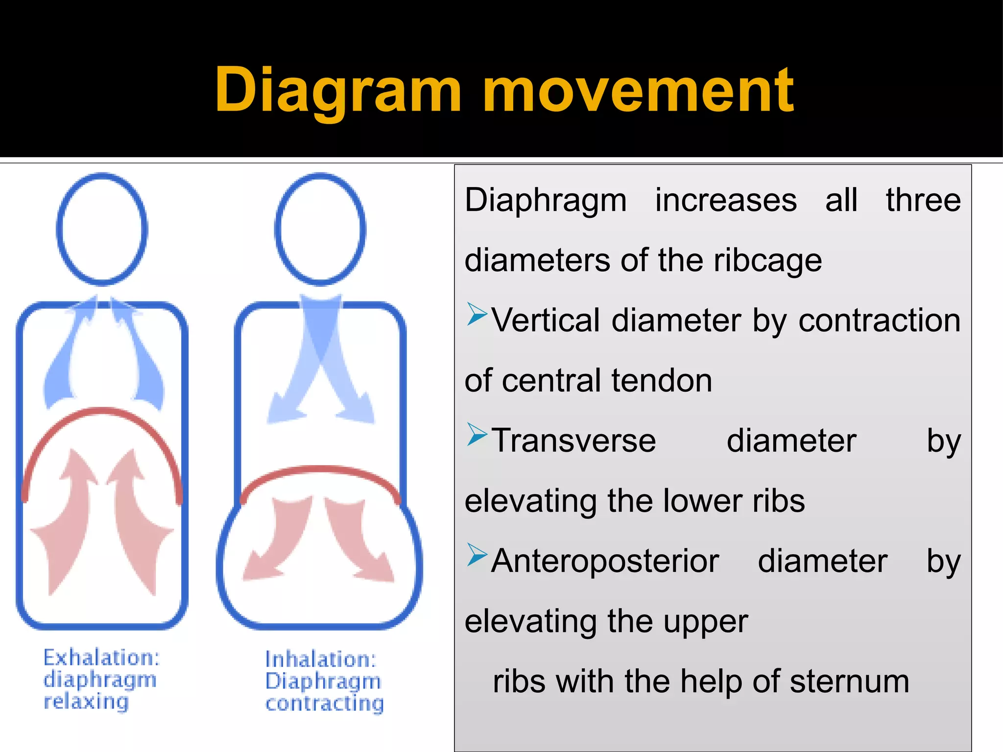Thoracic and rib cage anatomy, biomechanics, and pathomechanics | PDF