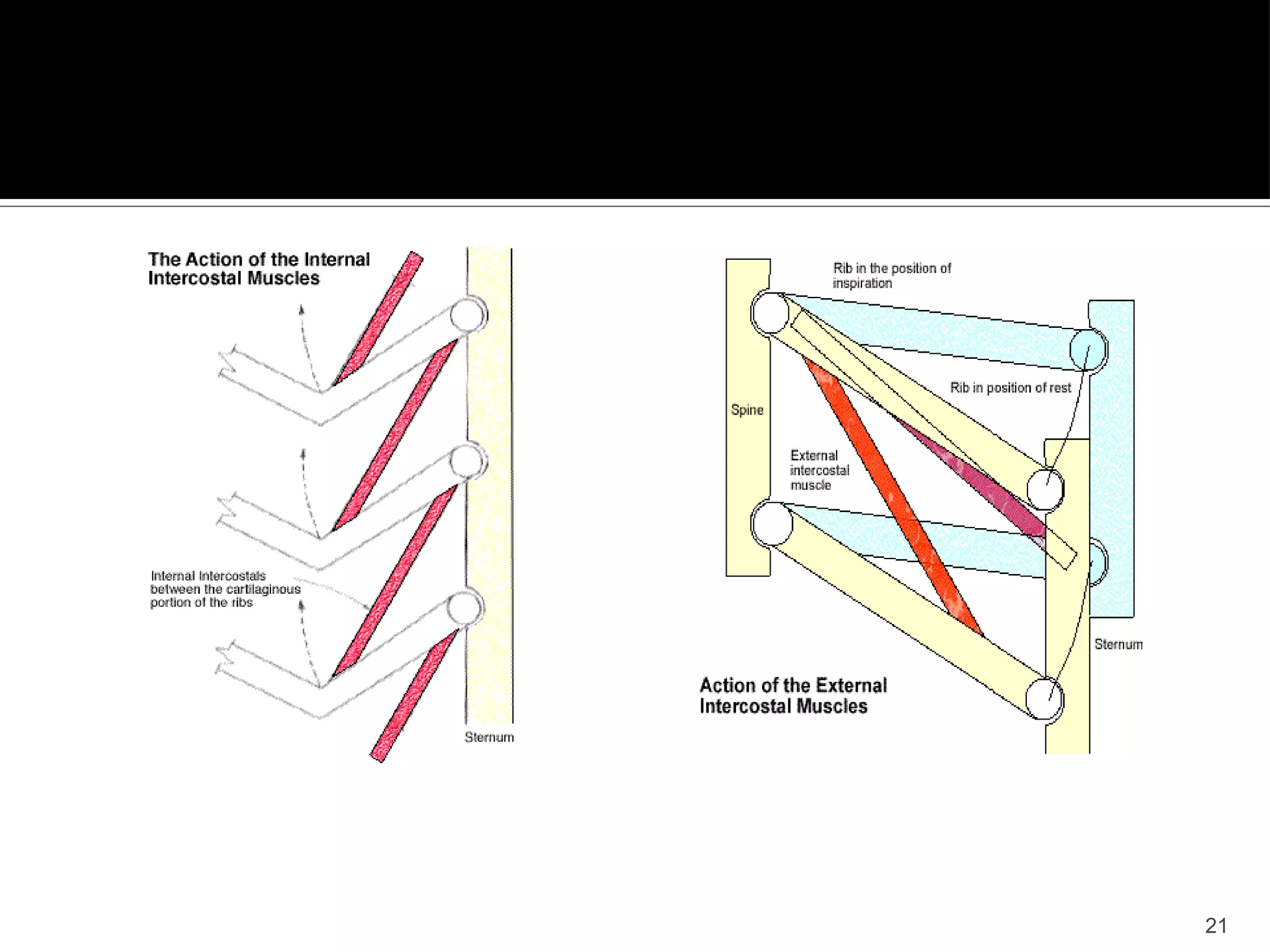 Thoracic and rib cage anatomy, biomechanics, and pathomechanics | PDF