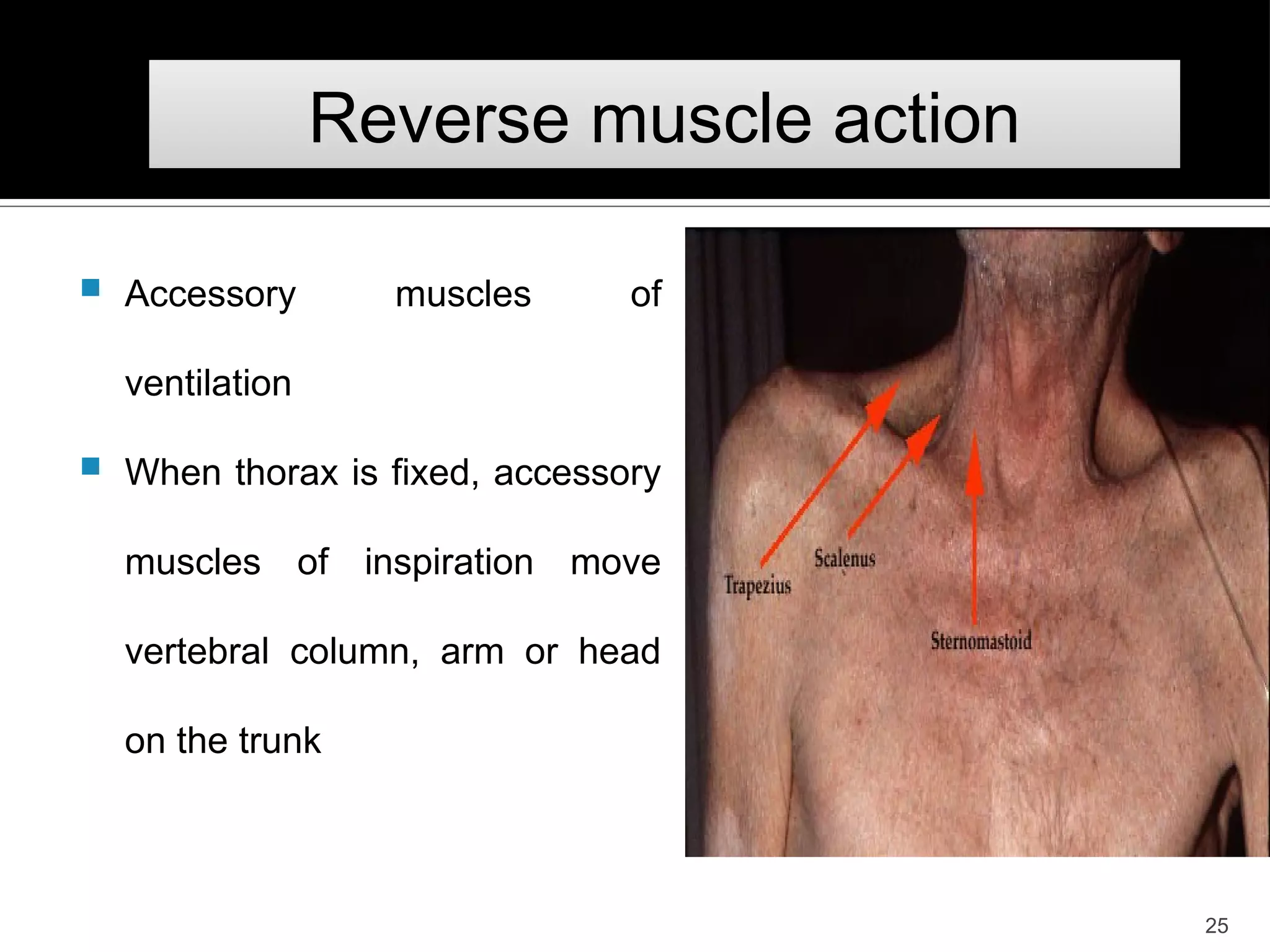 Thoracic and rib cage anatomy, biomechanics, and pathomechanics | PDF