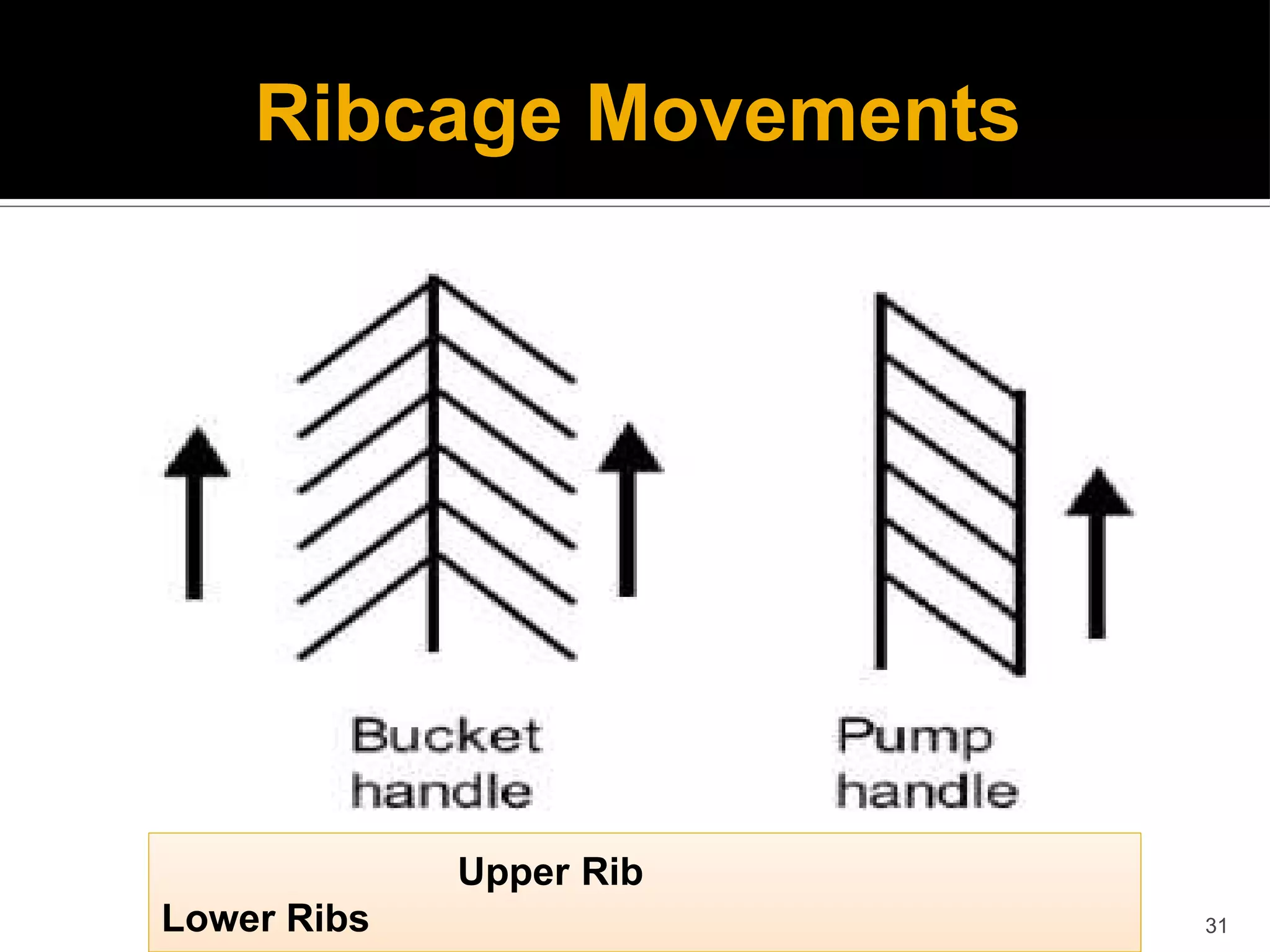 Thoracic and rib cage anatomy, biomechanics, and pathomechanics | PDF