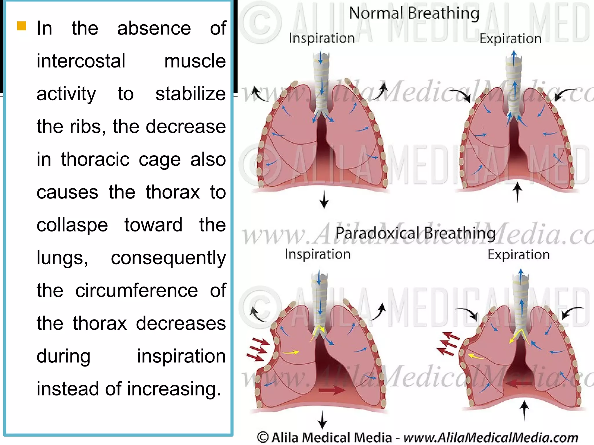 Thoracic and rib cage anatomy, biomechanics, and pathomechanics | PDF