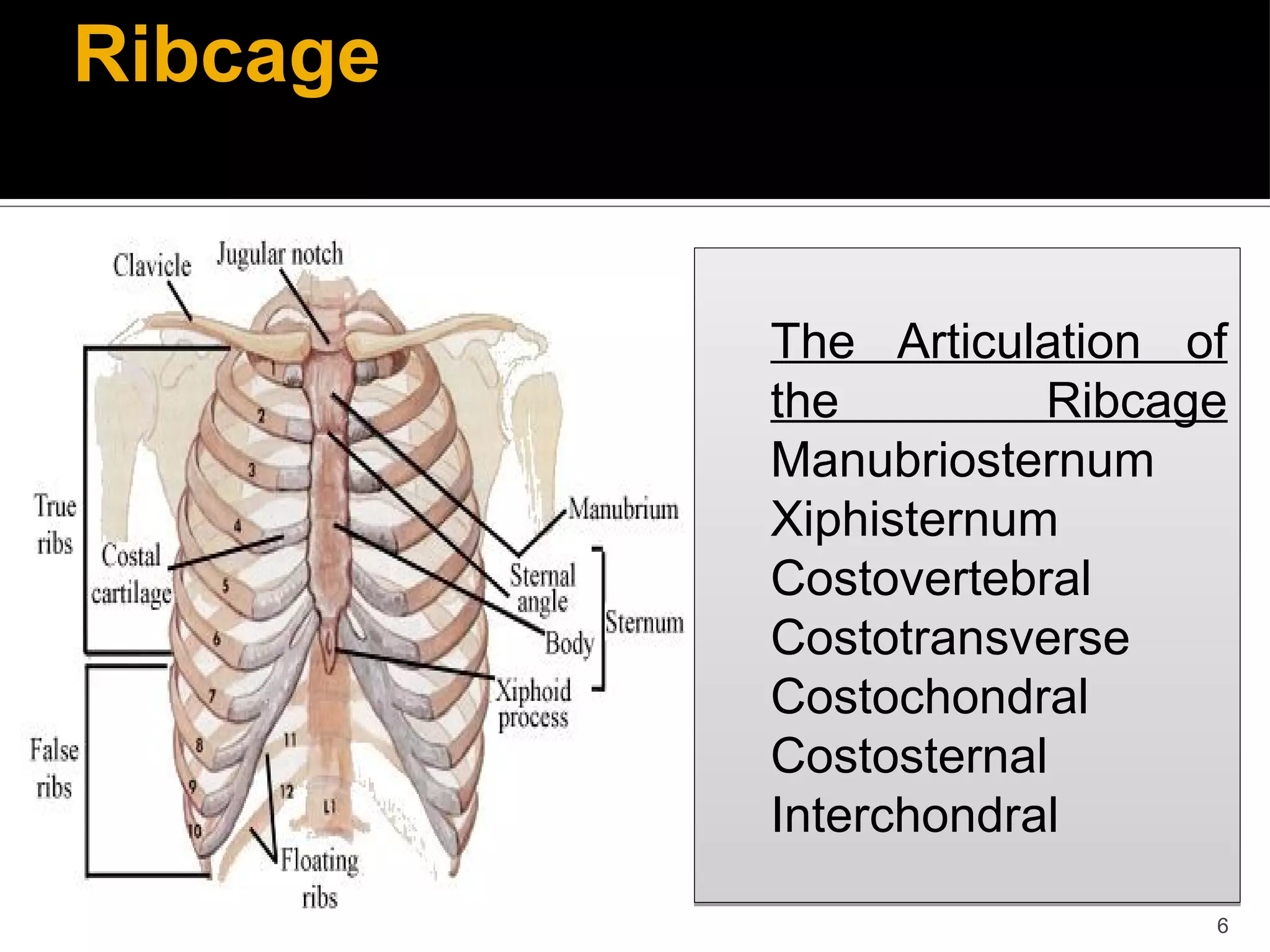 Thoracic and rib cage anatomy, biomechanics, and pathomechanics | PDF