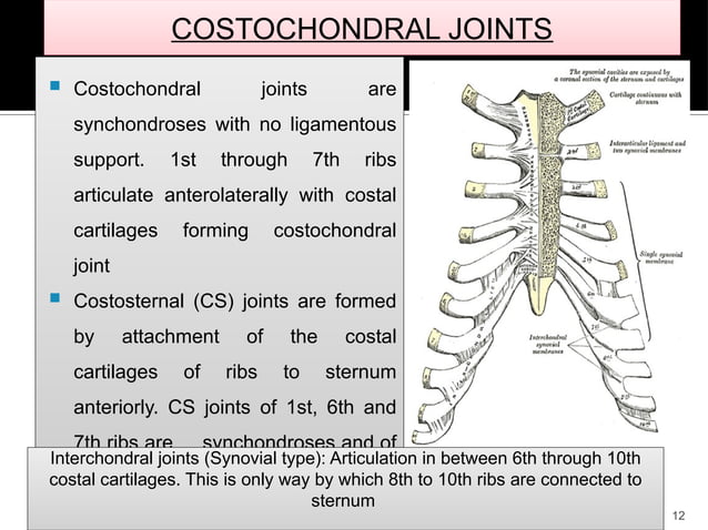 Thoracic and rib cage anatomy, biomechanics, and pathomechanics | PDF