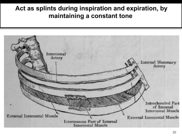 Thoracic and rib cage anatomy, biomechanics, and pathomechanics | PDF