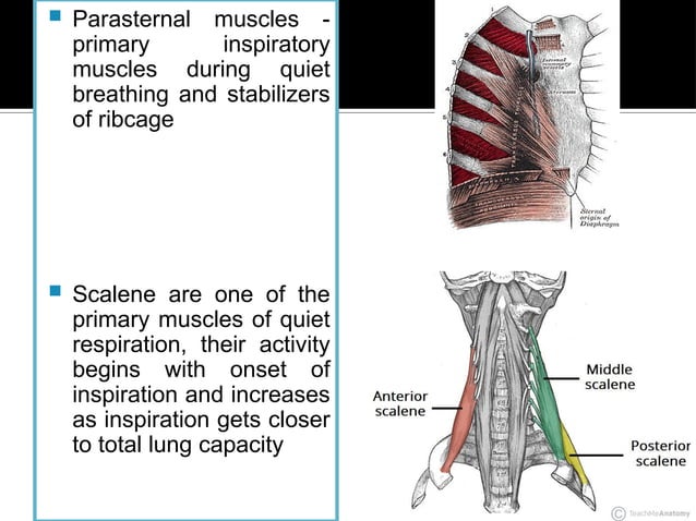 Thoracic and rib cage anatomy, biomechanics, and pathomechanics | PDF