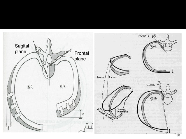Thoracic and rib cage anatomy, biomechanics, and pathomechanics | PDF