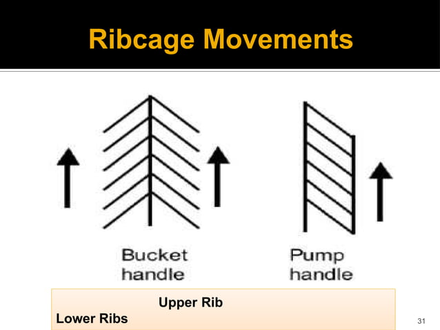 Thoracic and rib cage anatomy, biomechanics, and pathomechanics | PDF
