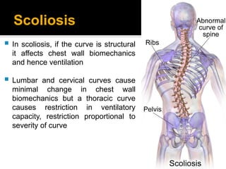 Thoracic and rib cage anatomy, biomechanics, and pathomechanics | PDF