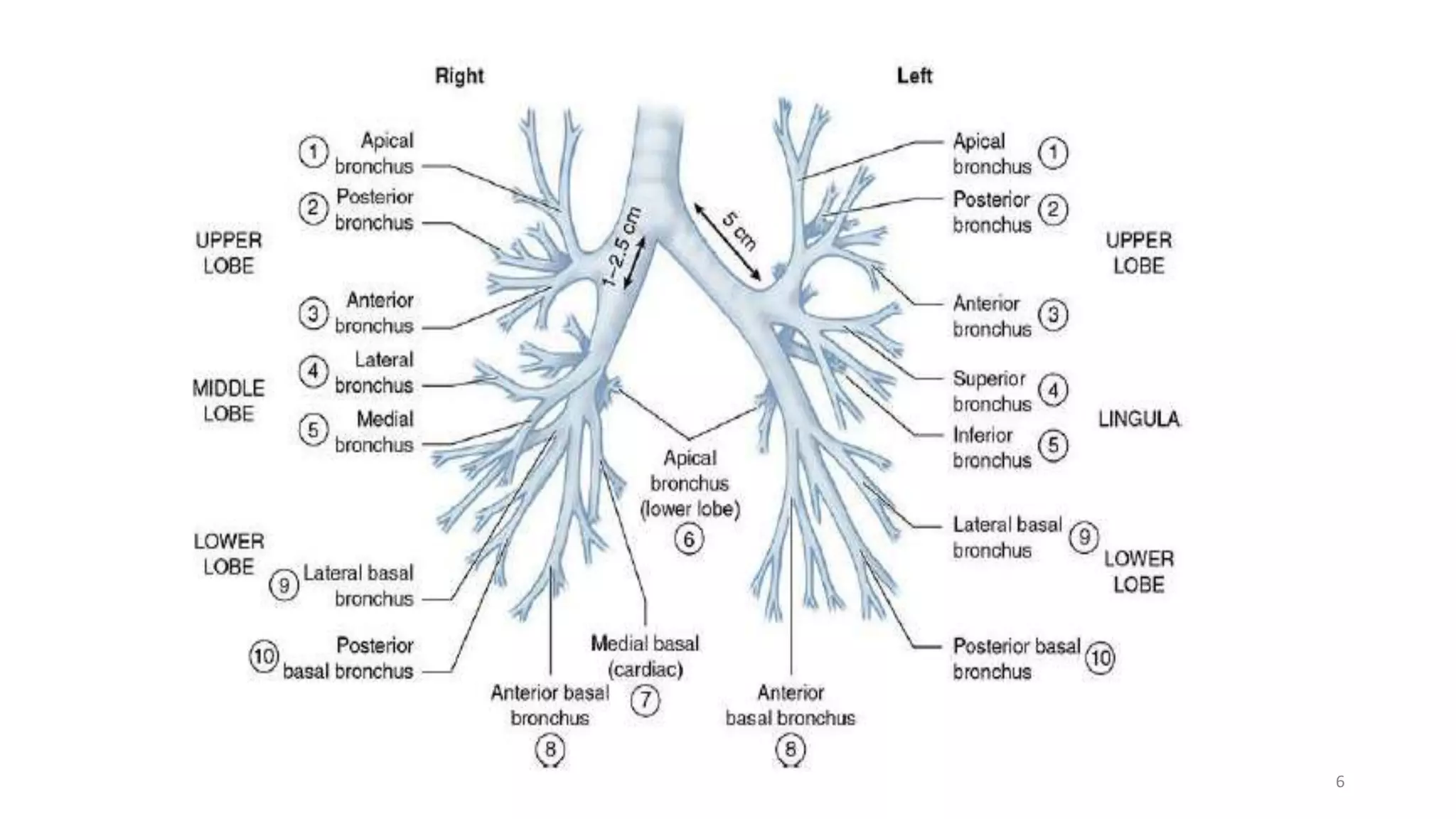 Thoracic anesthesia and One Lung ventilation | PPT