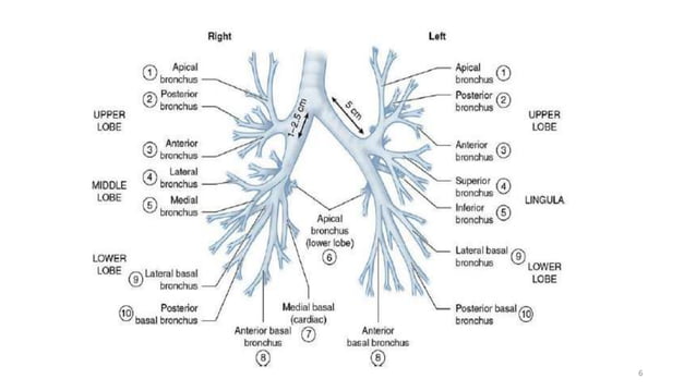 Thoracic anesthesia and One Lung ventilation | PPT