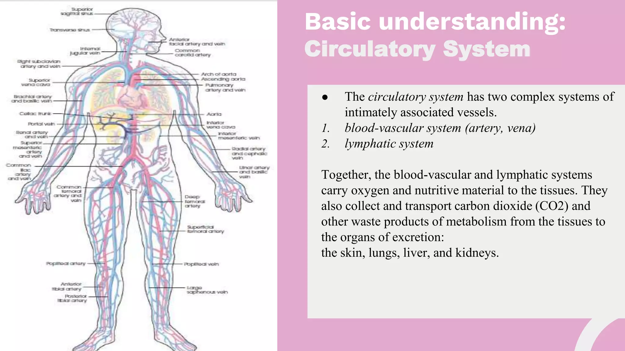 thoracic angiography.pptx