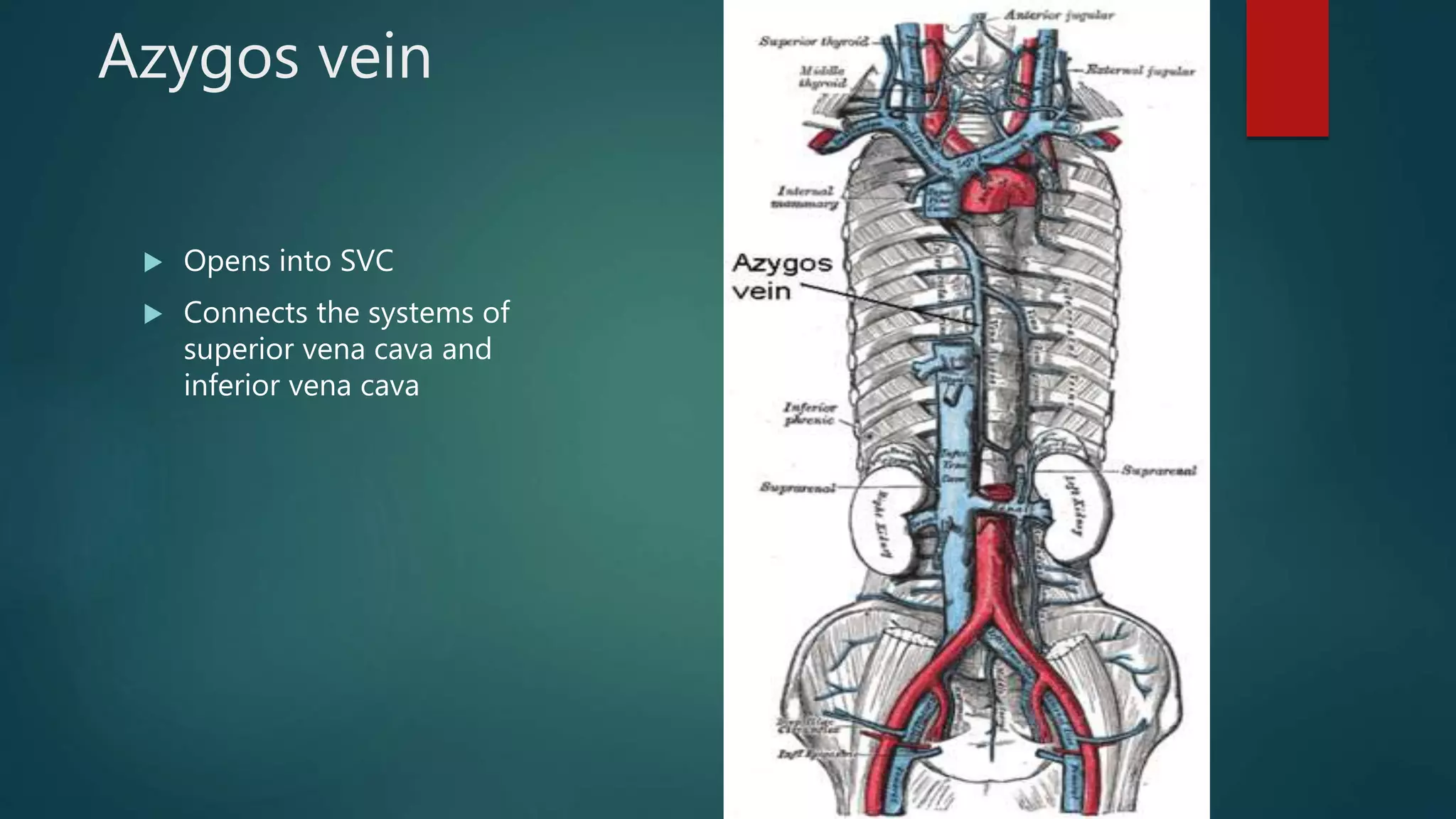 Thoracic anatomy on various imaging modalities | PPT Thoracic anatomy on various imaging modalities | PPT